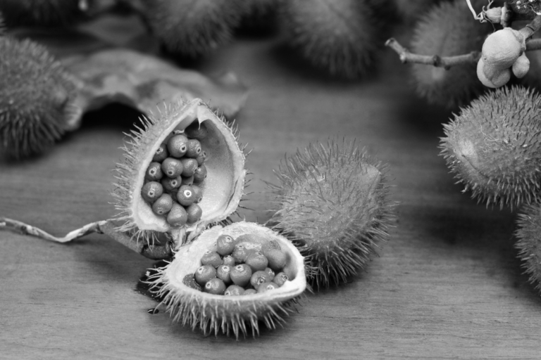 L'urucum : ingrédient naturel qui booste l'éclat et protège la peau